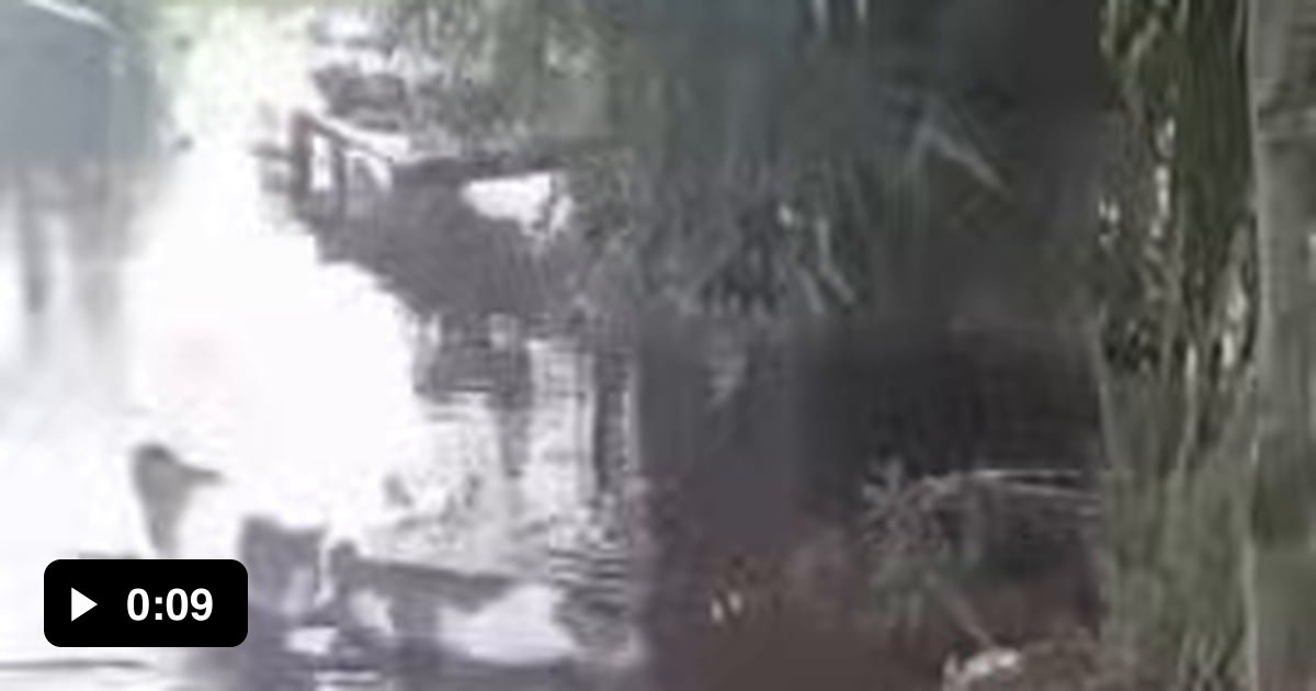 Me and my pals wading through the TikTok swamps for content to upload ...