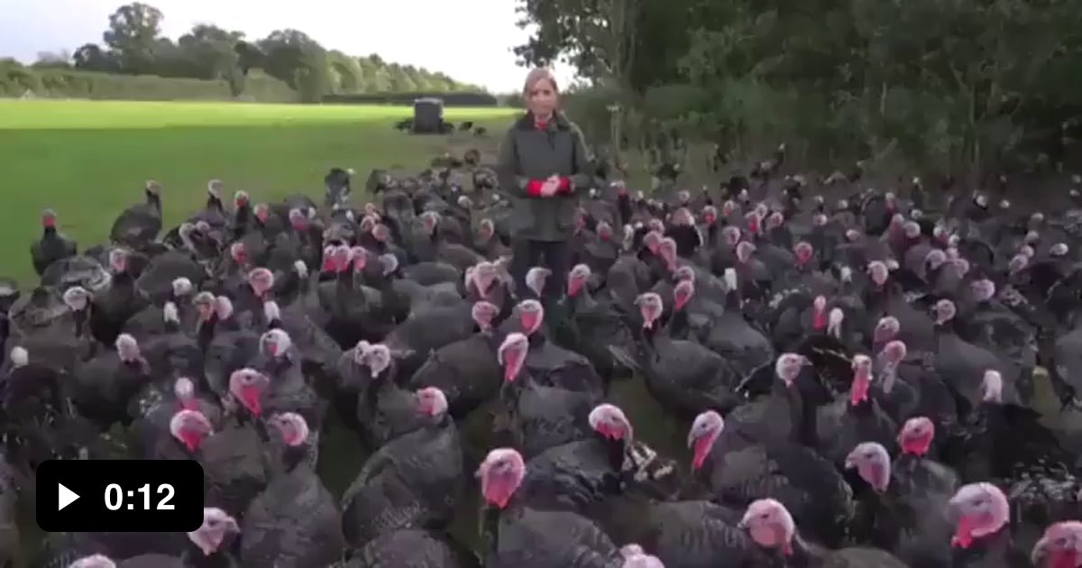 These turkeys laughing at/with this reporter - 9GAG