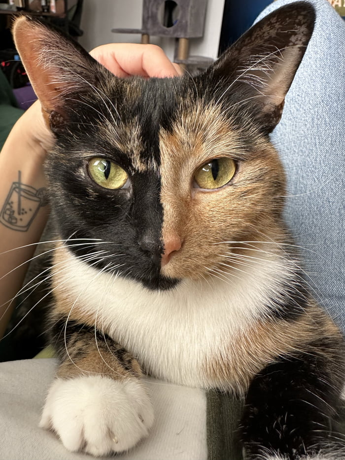 My two-faced cat - 9GAG