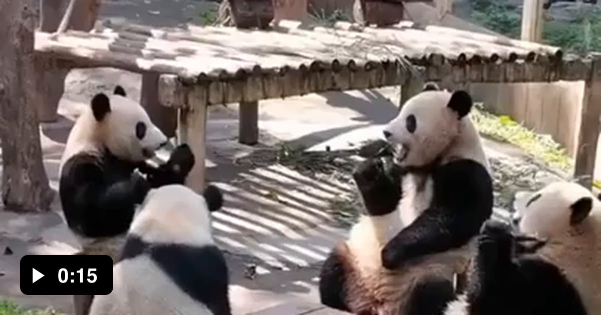 Panda lunch - 9GAG