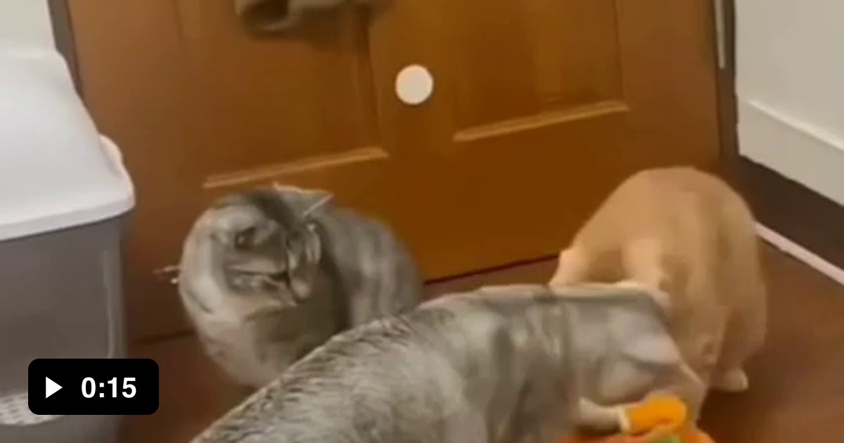 The one orange brain cell hard at work. - 9GAG