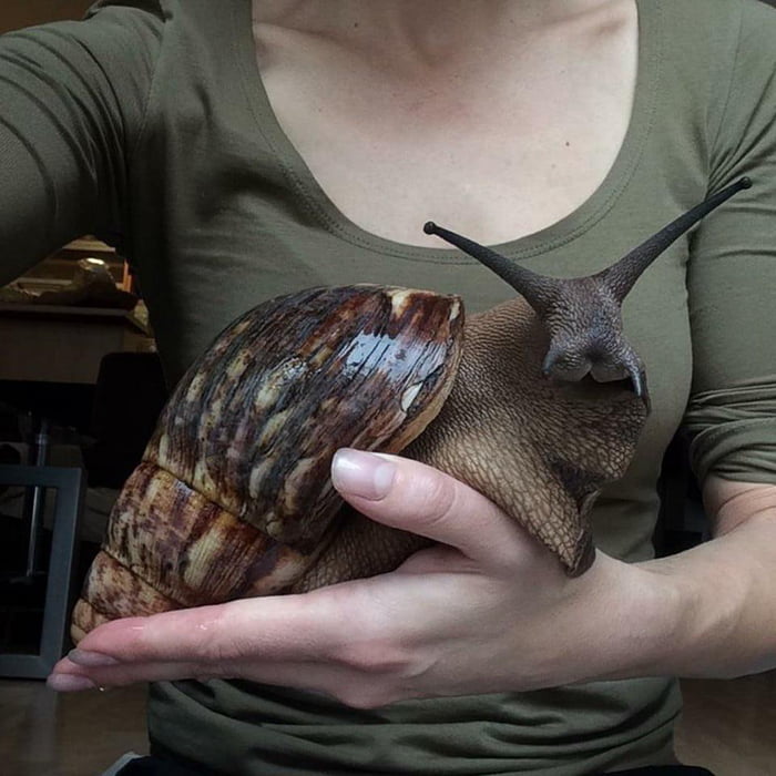 Lord Snail The Third - 9GAG