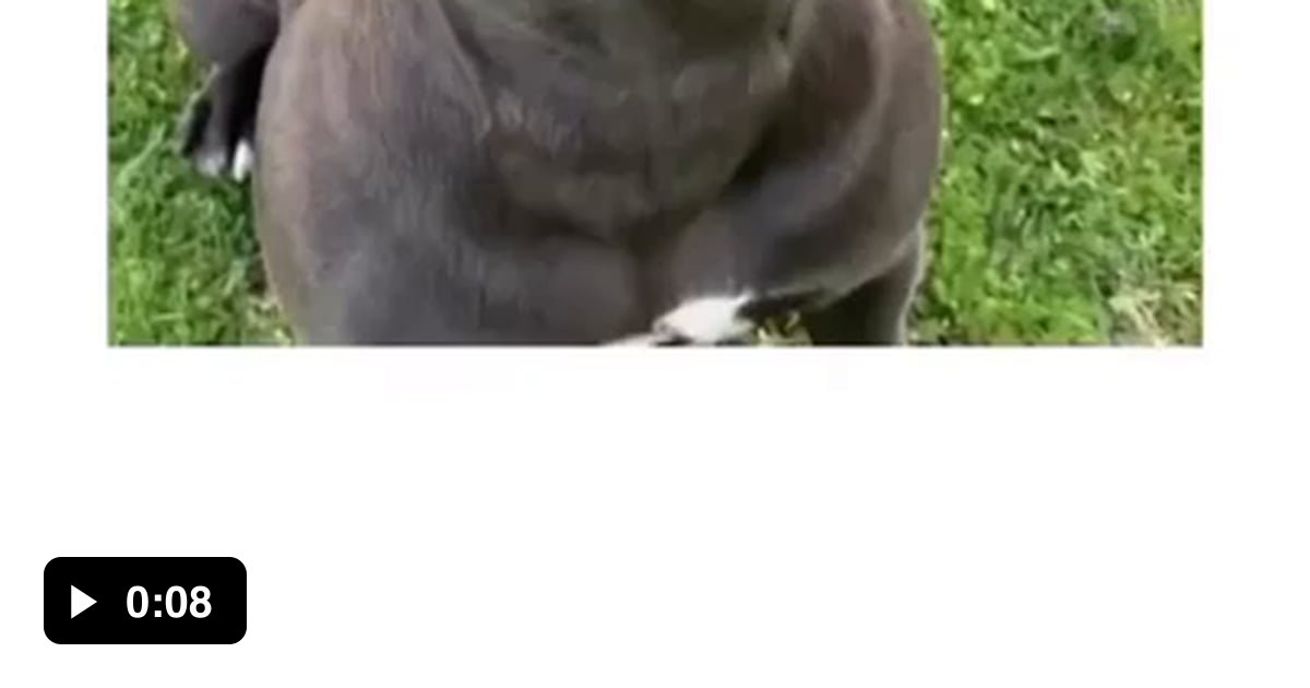 Cute Pitbull - 9GAG