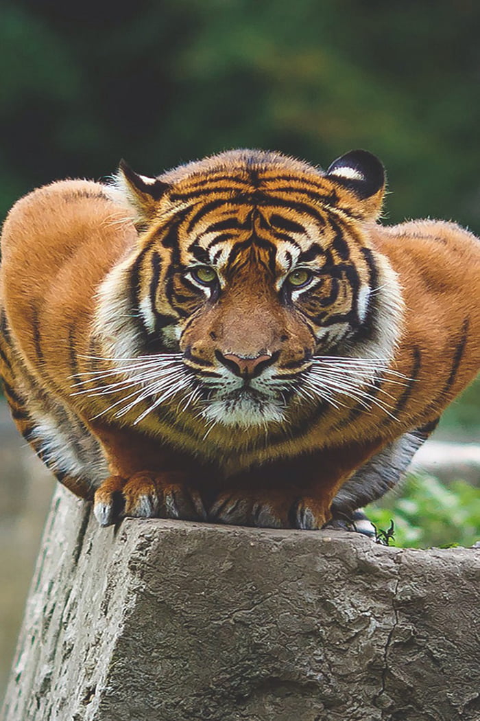 🔥 Crouching tiger 🔥 - 9GAG