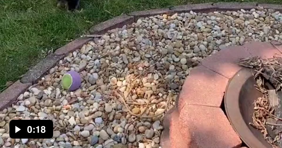 Doggo: so basically I'm very smol - 9GAG