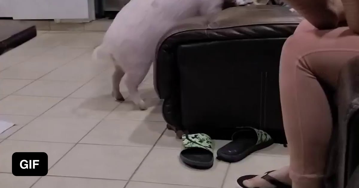 Getting up on the couch - 9GAG