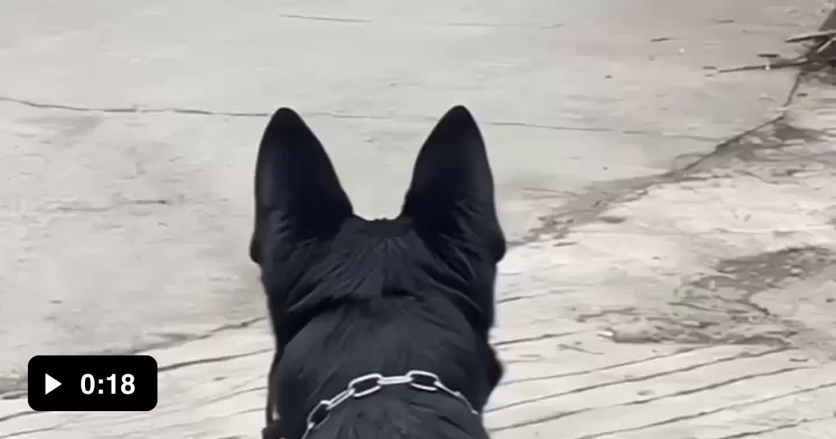 Dog rushes to help carry the heavy load - 9GAG