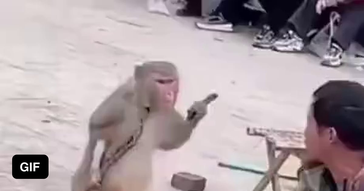 Hmmm monkey - 9GAG