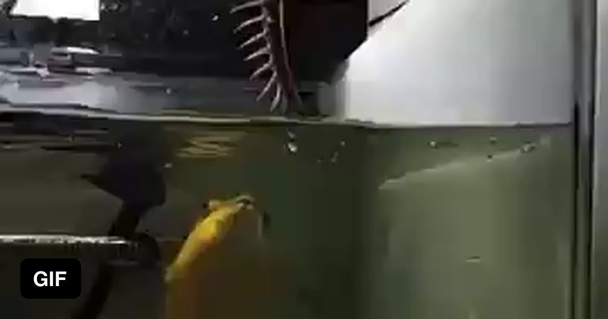 The fish who eats everything thrown at it - 9GAG