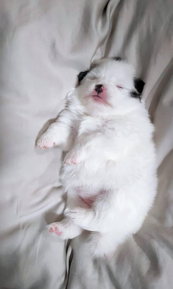 Meet Milkshake the newest member in the family - 9GAG