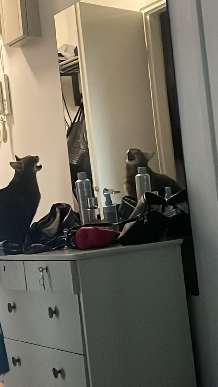She just started to yell at her reflection - 9GAG
