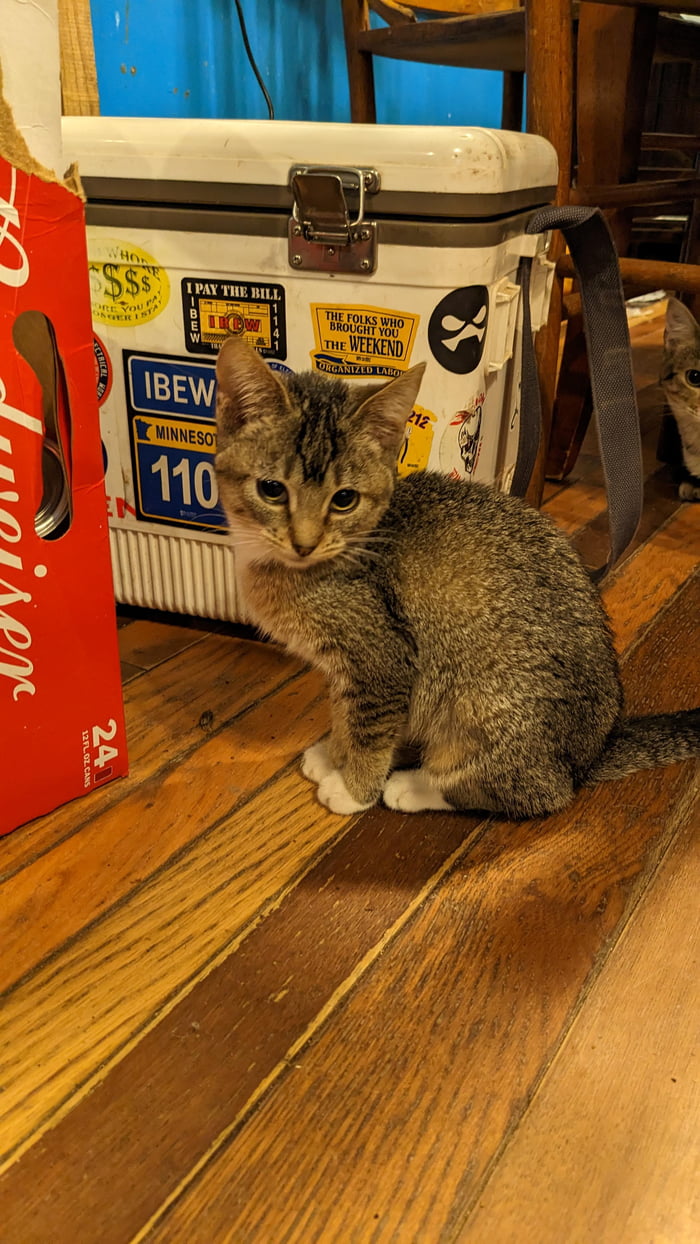 Sparrow, the formerly feral wee cat - 9GAG