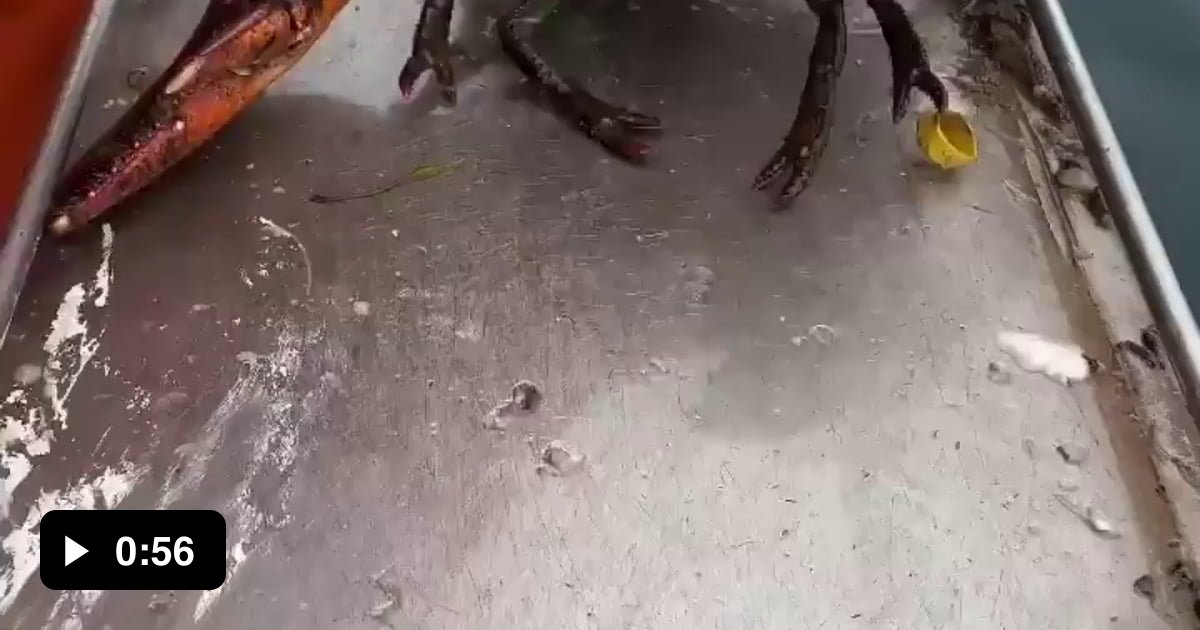 Lobster's crusher claw vs pincher claw - 9GAG