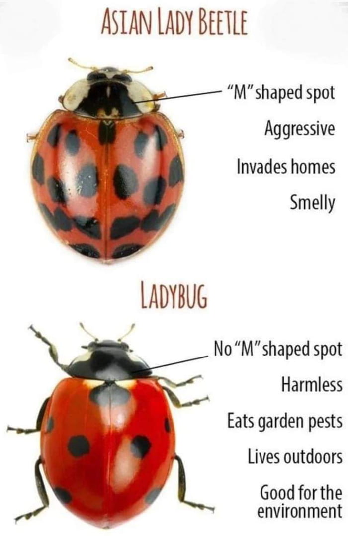 Ladybug identification - 9GAG