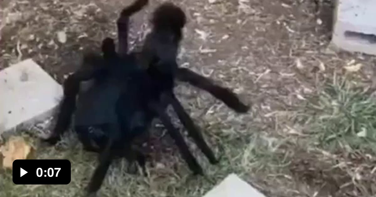 Spider-Chicken 😁 - 9GAG