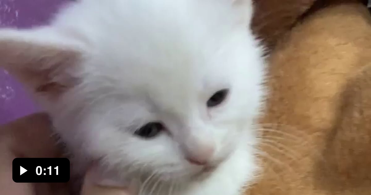 Listen to that baby purr (volume on) - 9GAG