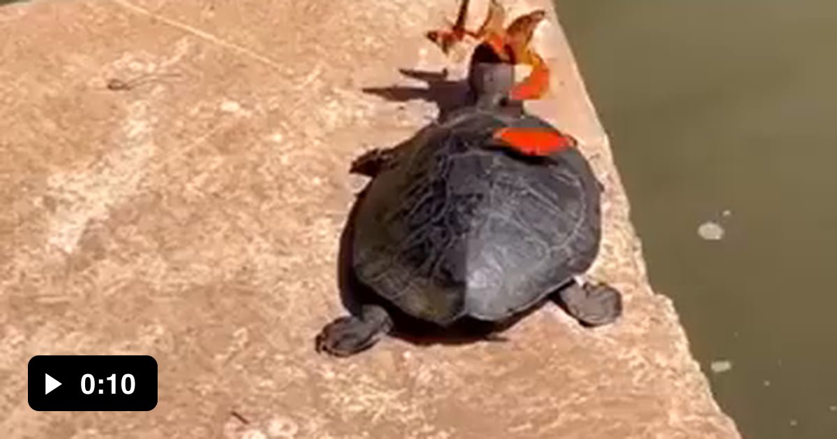 Butterflies and turtles have a Symbiotic Relationship where butterflies ...