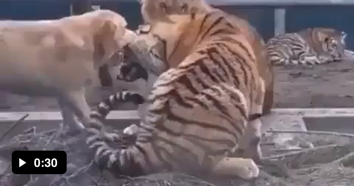 Dog stops fight between tiger and lion! - 9GAG