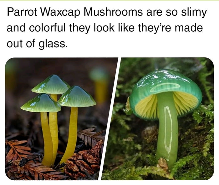 Would You Lick It For €5 9gag