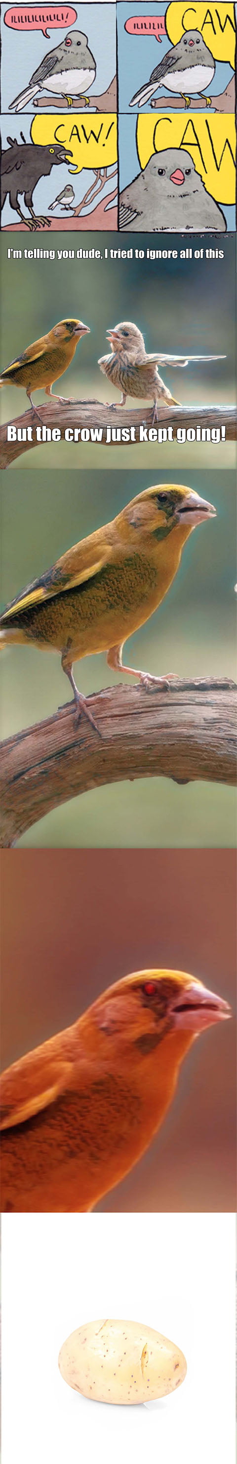 Get your bird seeds and pixels, we are going for a sequel. - 9GAG