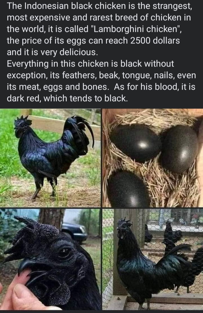 World's most EMO CHICKEN - 9GAG