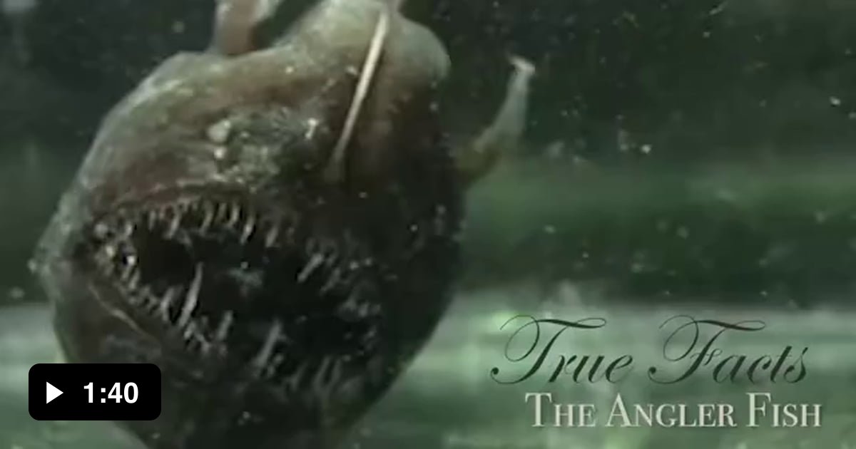 Facts about anglerfish - 9GAG
