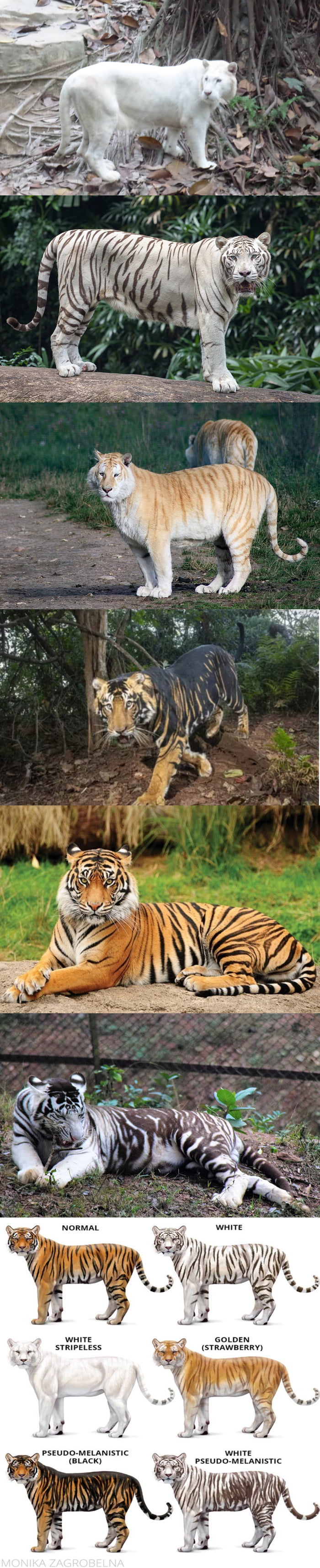All 6 shades of Indian tiger found in different states. - 9GAG