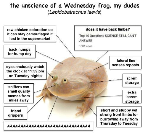 It's Wednesday... My frogs - 9GAG