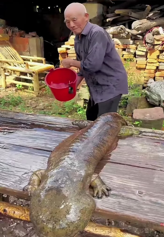 Yes they cooked and ate the giant salamander. Keep this hidden from ...