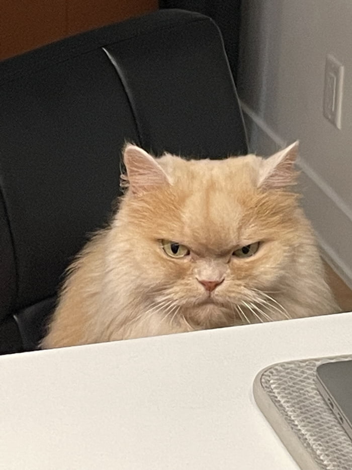 I present to you azazel, grumpy cat’s spiritual successor (she is tired of your $hit) - 9GAG