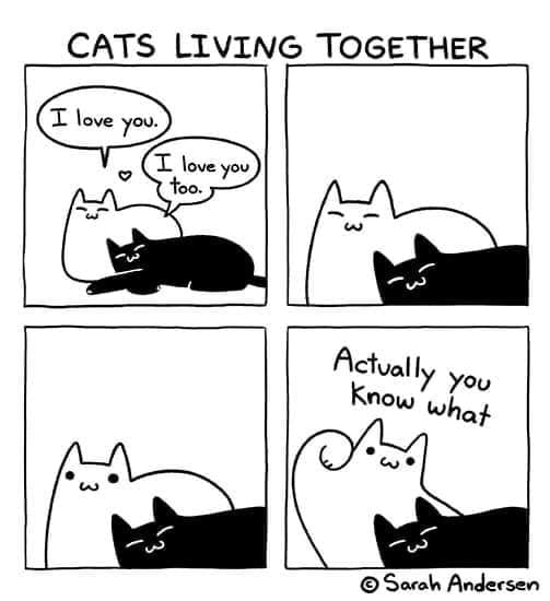 Cats being cats - 9GAG