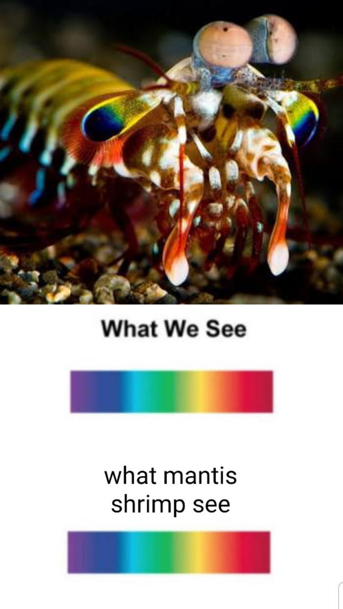 The king of the color-seeing kingdom: the mantis shrimp. As compared to ...