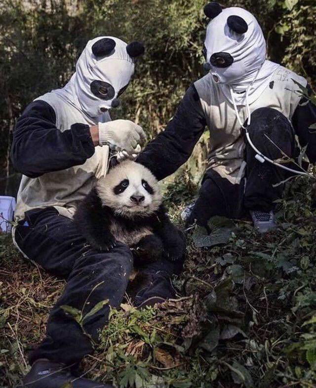 Chinese panda keepers wear panda costumes to prevent human attachment ...