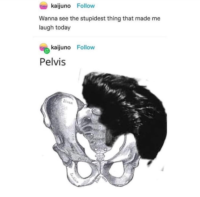 Pelvis. - 9GAG