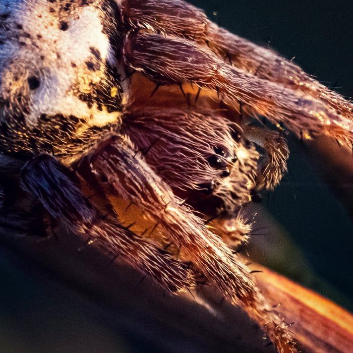 Macro shot of a regular spider. Stack of 3 images. D850 + sigma 105mm ...