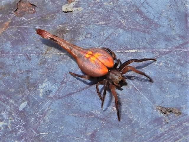 Arachnura, also known as drag-tailed spider, scorpion-tailed spider and ...