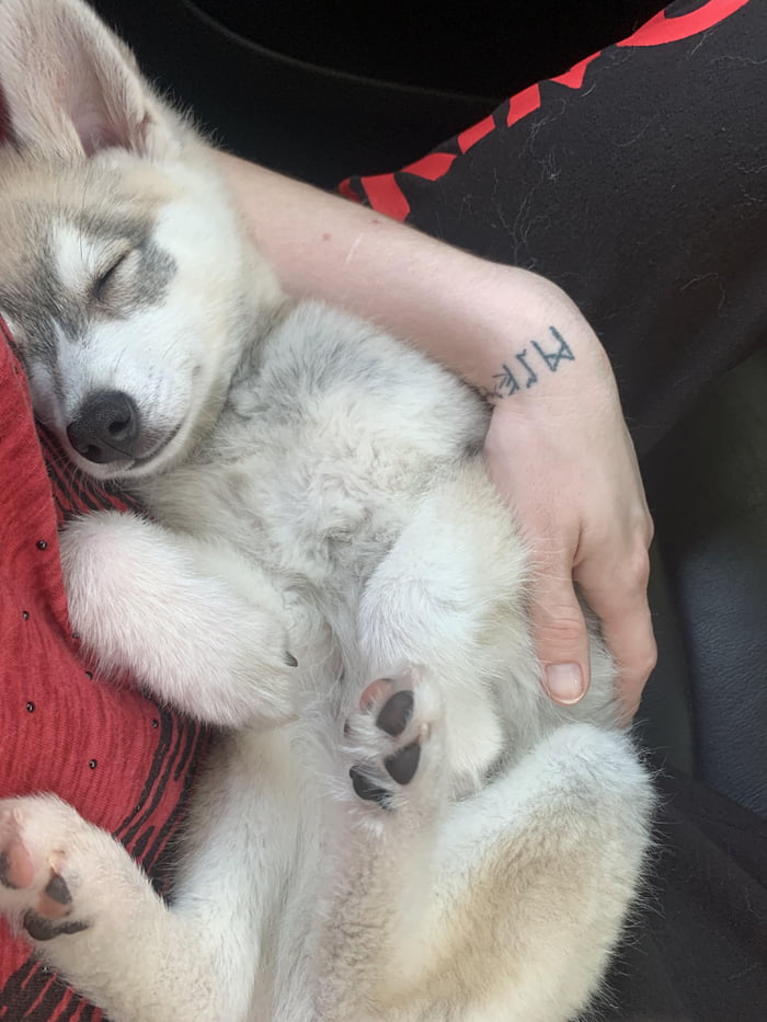 Lucas the Klee Kai mix - forever sleepy - 9GAG