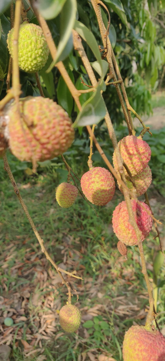 I grew this. Never in my life had felt this satisfying. Lychee fruit - 9GAG