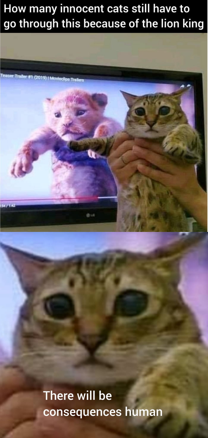 "innocent cats" - 9GAG