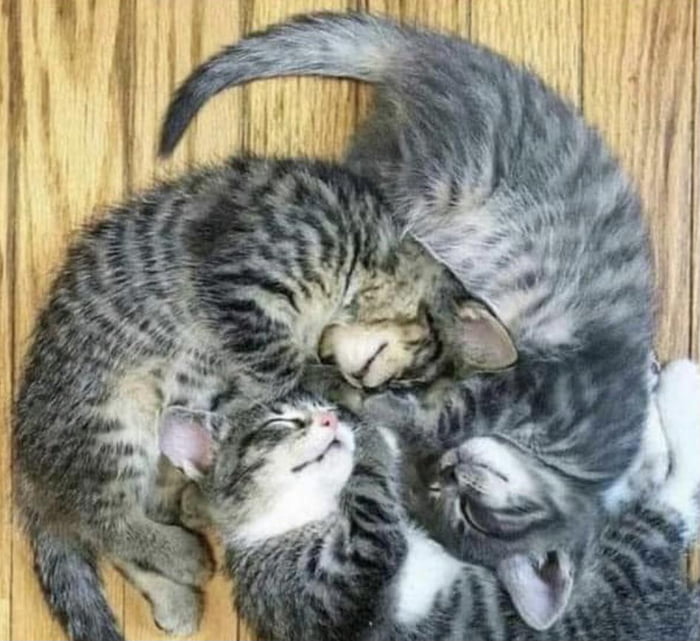 RARE PIC OF CAT-EGORY 3 PURRICAINE! - 9GAG