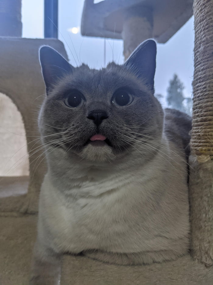 Kitty Blep. - 9GAG