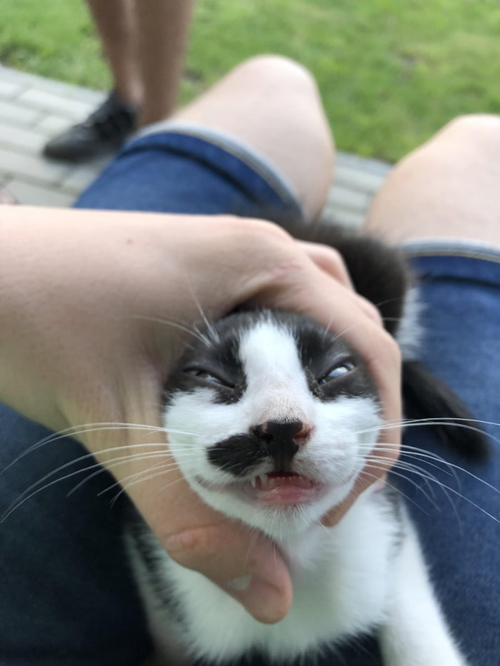 Cat 9gag