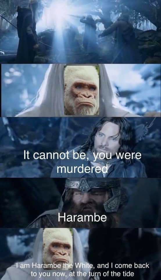 Lord Harambe - 9GAG