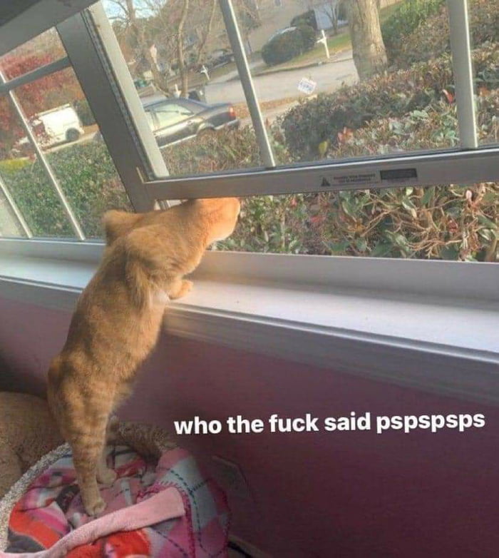 Bring that pspspsps here girl.. - 9GAG