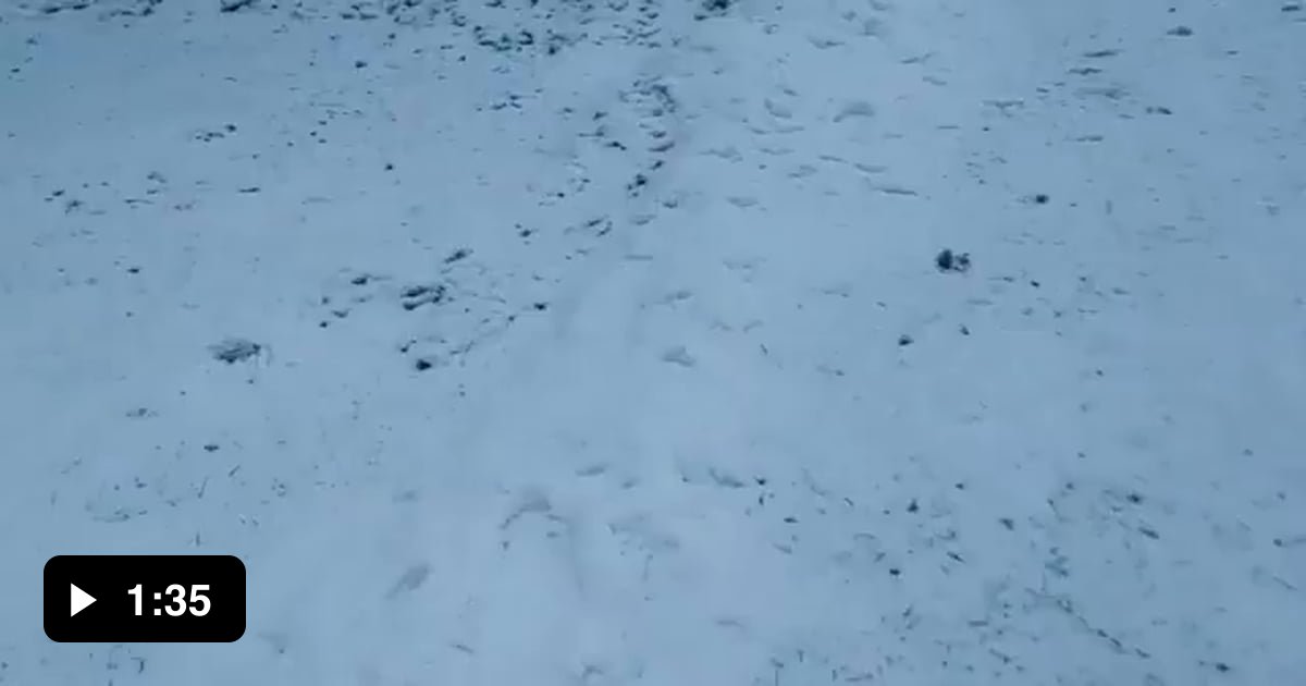 The Rooster, The Myth, The Legend: Kyle - 9GAG