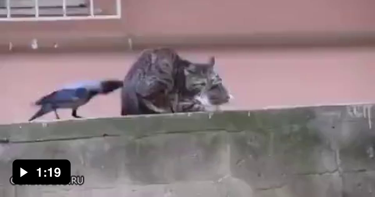 Annoying crow - 9GAG