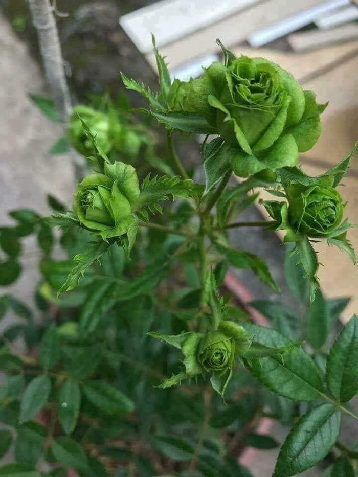 Green roses are real and are very special. They are the original rose ...