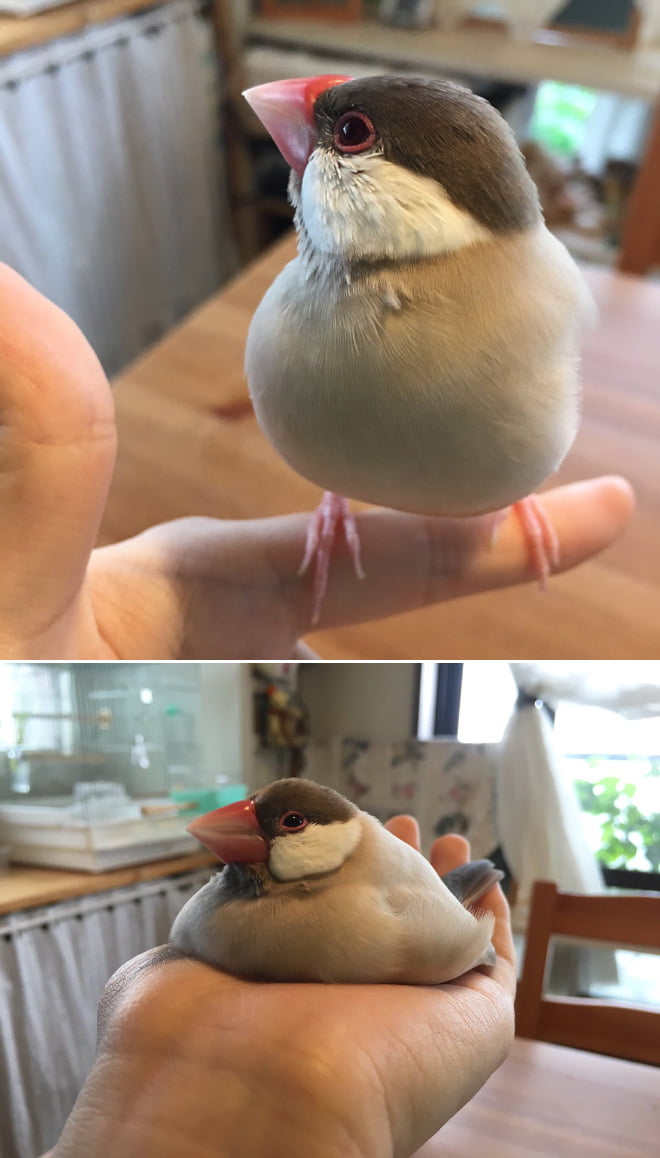 A melting bird - 9GAG