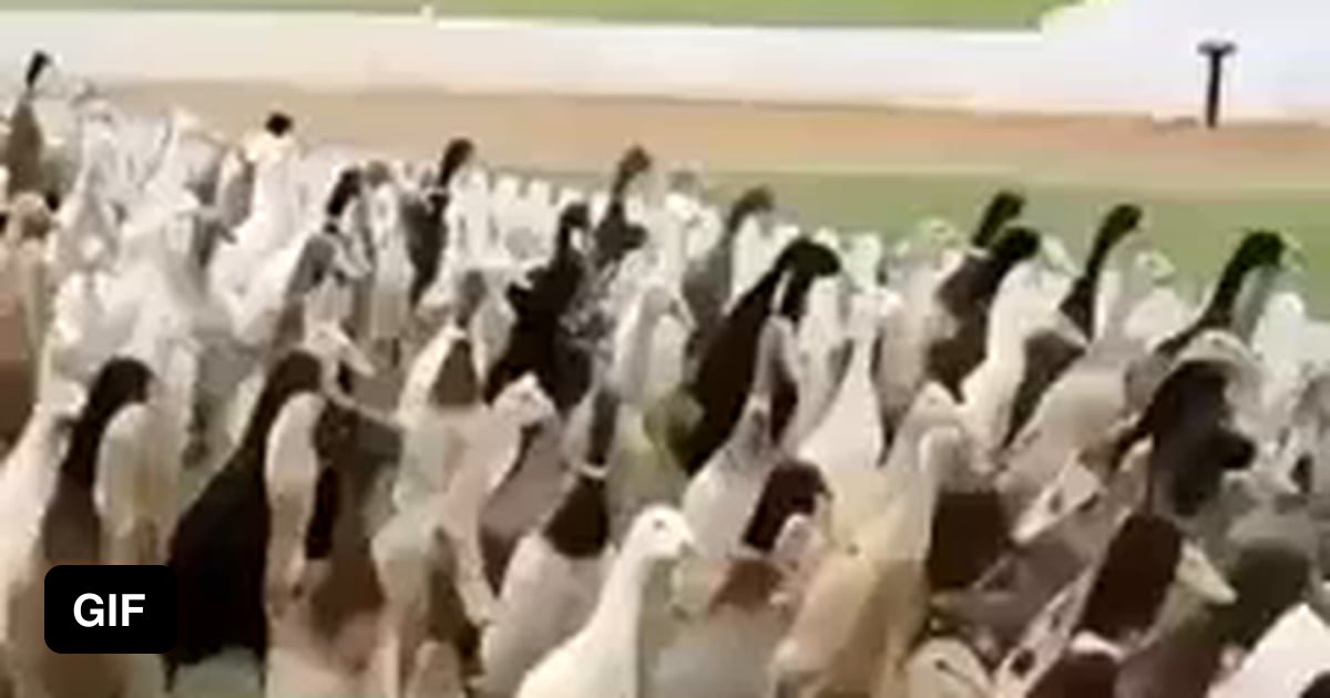 Duck Duck Goose… just don’t Act suspicious - 9GAG