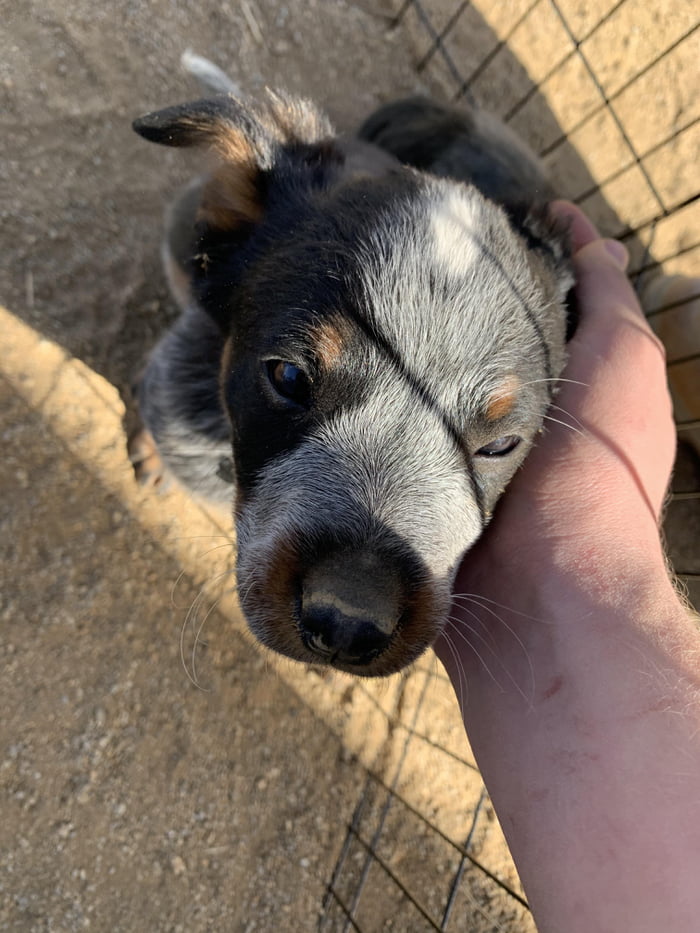 Cute lil pupper that a few friends picked up a bit ago. Look at em!!! - 9GAG